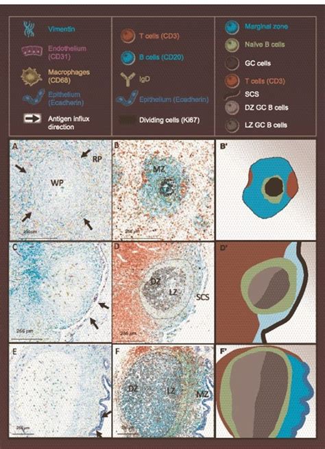 Human B Cells Clinical And Experimental Immunology Oxford Academic