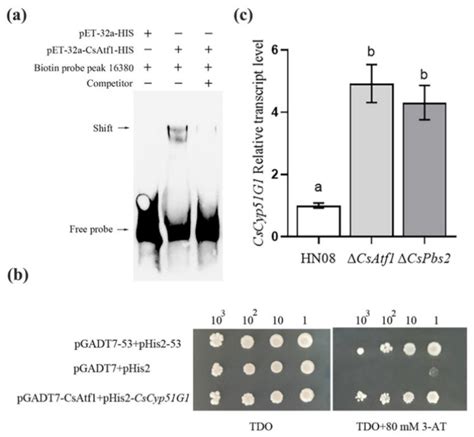 项目文章 ｜chip Seq和rna Seq联合分析助力揭示暹罗炭疽菌对咯菌腈反应的作用 知乎
