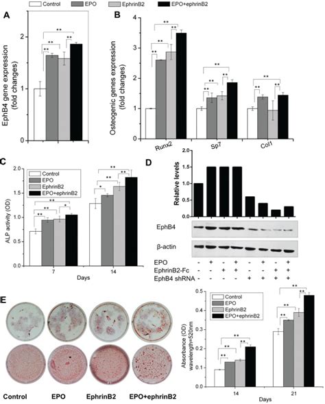 Erythropoietin Promotes Bone Formation Through Ephrinb2 Ephb4 Signaling Pmc