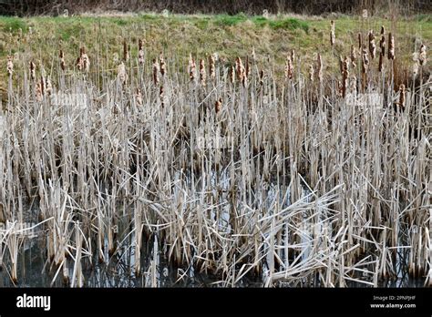 Fluffy Bulrushes Scirpus Lacustris Turning To Seed In A Pond Bourton On The Water