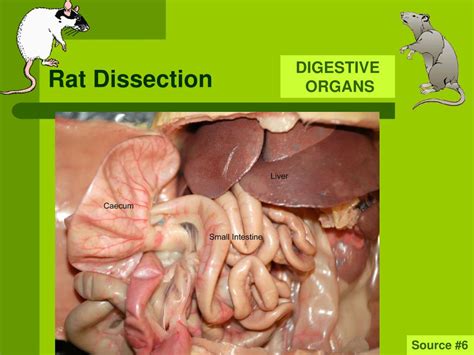 Ppt Rat Dissection Powerpoint Presentation Free Download Id 638753