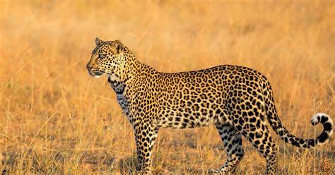 Where Do Leopards Live Roaming Free In Splendid Isolation Nature And