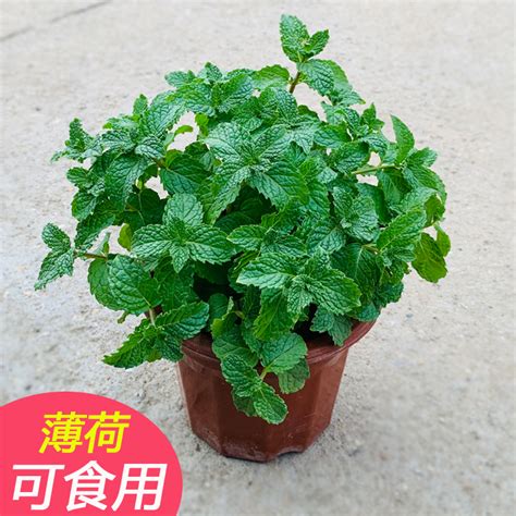 可食用紫苏盆栽薄荷九层塔驱蚊植物迷迭香绿植驱蚊草食用植物盆栽 虎窝淘