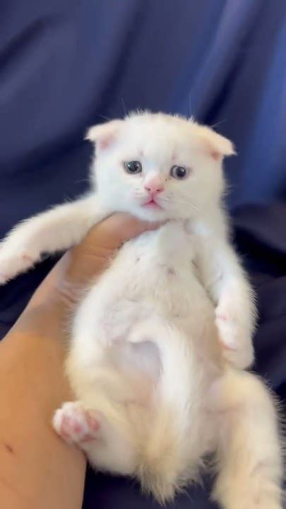 گربه های خوشگل دامپزشکی سگ پزشکی فضول سنجی کس خل سنجی Youtube