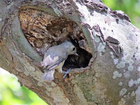 Black Crested Titmouse Ebird