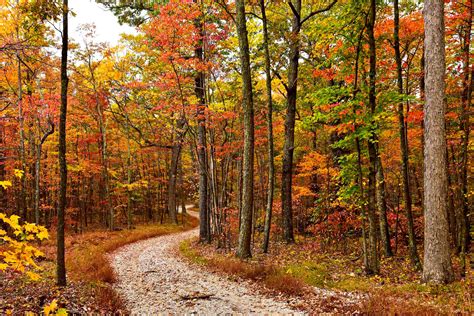 Forests Of West Virginia At Rafaela Woodruff Blog