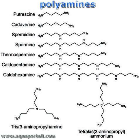 Polyamine Définition Et Explications
