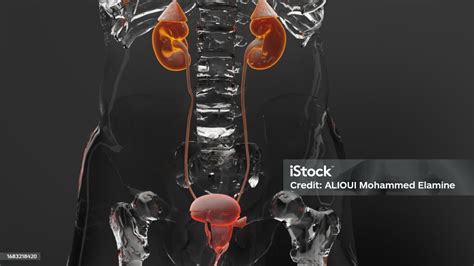 비뇨기 시스템 상세한 남성 방광 및 신장 해부학 비뇨기과 의료 생식 기관 유리 3d 렌더링 3차원 형태에 대한 스톡 사진 및 기타 이미지 Istock