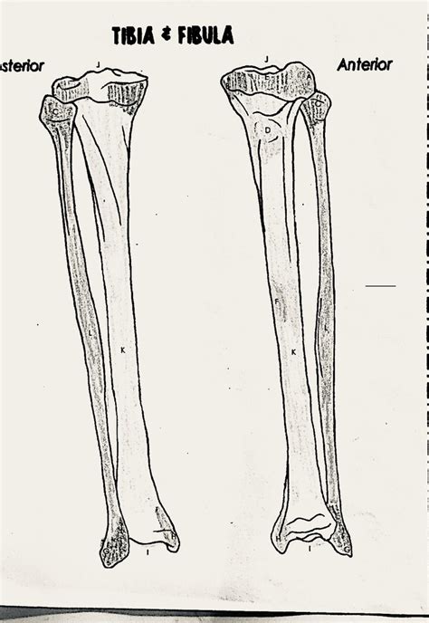 Tibia And Fibula Diagram Quizlet