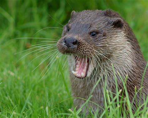 Wildlife Detection Object Detection Dataset And Pre Trained Model By Root