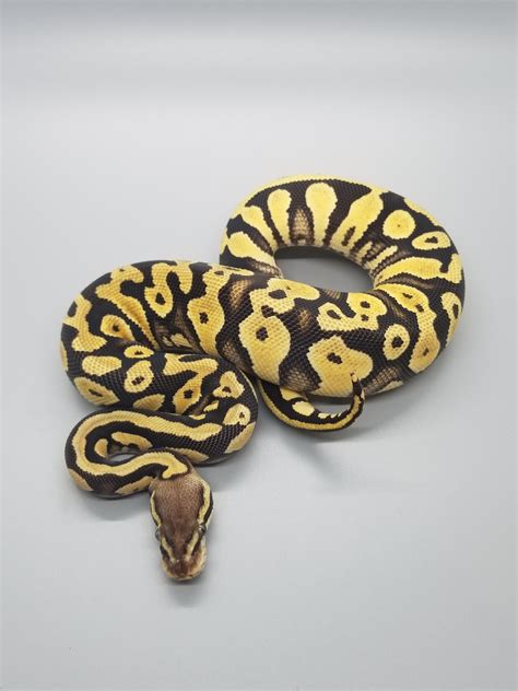 Pastel Mystic Yellow Belly Ball Python By Manhattan Reptile Planet