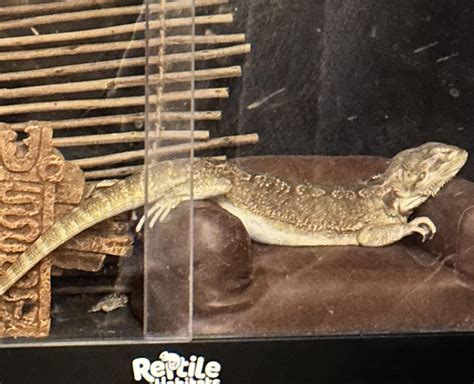Passed Out After A Hard Day Of Partying Rdrunkbeardies