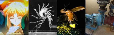 Define Stroboscopic Motion Lootests