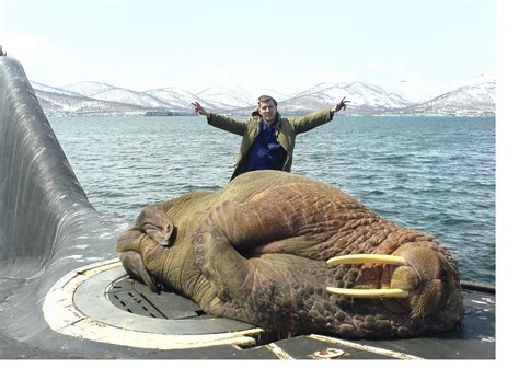Walrus Bone Appreciation Post Rgeeksgamerscommunity