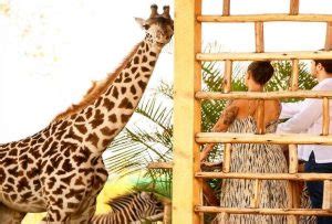 Serval Wildlife Sanctuary Amazing Things To Do In Tanzania