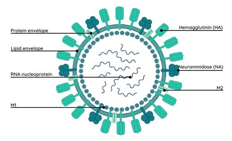 Flu Virus Structure Development And Application Of Reverse Genetic