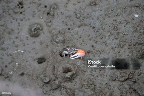 피 들러 크랩 호출 게 라고도 반 지구 해양 게의 약 100 종 중 하나일 수 있습니다 갈고리 발톱에 대한 스톡 사진 및 기타 이미지 갈고리 발톱 갑각류 걷기