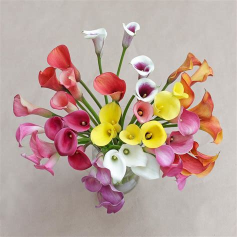 Assorted Mini Callas Greenchoice Flowers