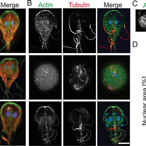 Filamentous Actin Structures Are Depleted By Calyculin A Treatment And