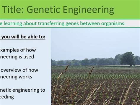 Genetic Engineering Lesson Gcse Biology Teaching Resources