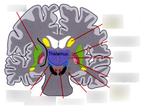 Subthalamic Nucleus Cross Section