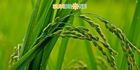 Giống Lúa St25 Đặc Điểm Năng Suất And Cách Trồng Hiệu Quả