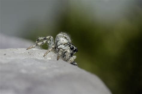 Jumping Spider Insect Arachnid Free Photo On Pixabay Pixabay