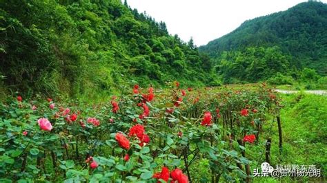 甜蜜谷里蜜飄香記張曉慧和她的貴州苗疆蜂業 每日頭條