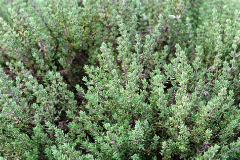 Thyme