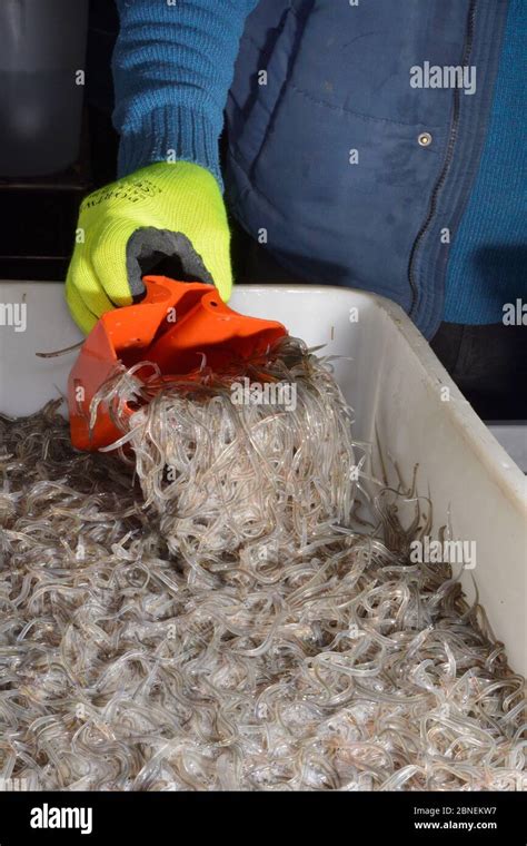 Glass Eels Young European Eel Anguilla Anguilla Elvers Being Scooped Up To Be Weighed And