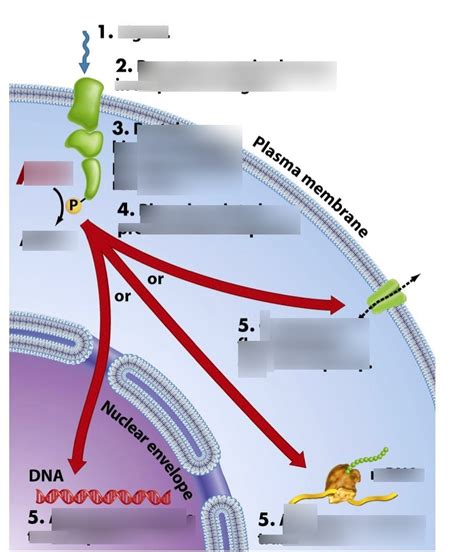 Plant Cell Signal Transduction Pathways