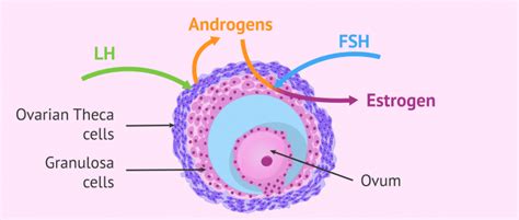 Male Female Sex Hormones Definition Functions
