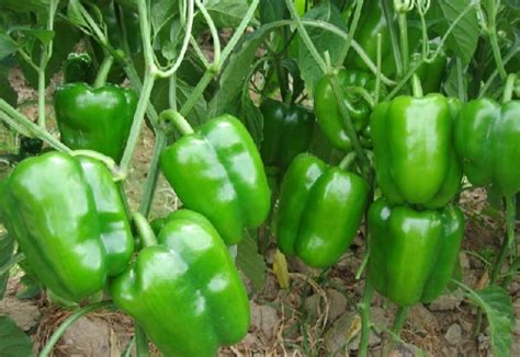 3 აუცილებელი სასუქი ბულგარული წიწაკა წვნიანი და ხორციანი გაიზრდება რჩევები ვივიენისგან