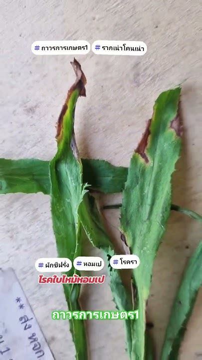 รีวิวอาการต้นเน่าและใบไหม้หอมเป ผักชีฝรั่ง หอมใบเลื่อย ถาวรการเกษตร1 Plants Youtube