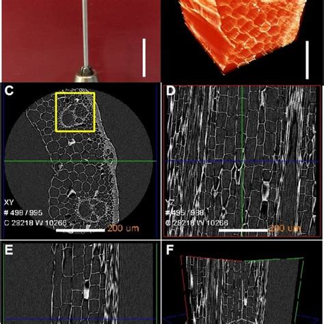 The Stem Microstructure Of The Indica Rice Variety Tq A The Download Scientific Diagram
