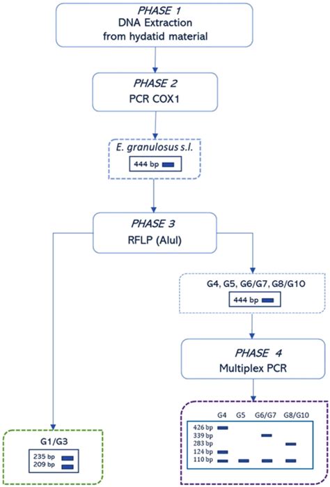 Flow Chart Summarizing The Four Phases Of The Method Phase1 Dna