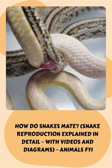 How Do Snakes Mate With Each Other At Dave Morris Blog How Do Snakes Mate With Each Other At Dave Morris Blog