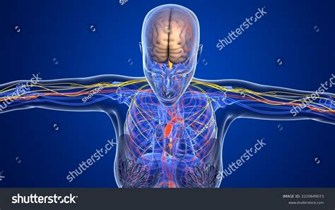 Human Male Female Nervous System Anatomy Stock Illustration Shutterstock
