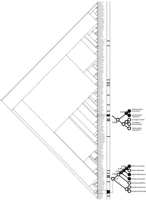 Maximum‐likelihood Markov Model Mkl Of Ancestral State Download Scientific Diagram