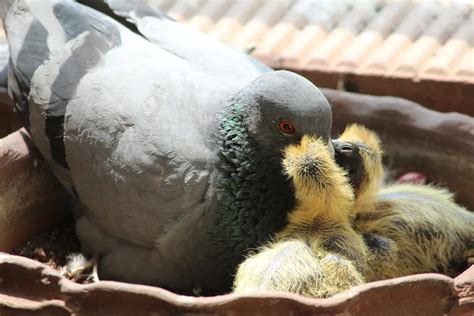 Creating Websites Using Html And Python Flask By Rishabh Tatiraju