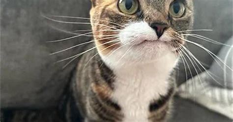 She May Have Lost Her Upper Canines But Shes Still Purr Fectly