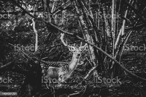 숲 한가운데있는 사슴의 흑백 초상화 그것의 모피에는 반점이 있고 카메라를 똑바로 들여다 봅니다 0명에 대한 스톡 사진 및 기타 이미지 Istock