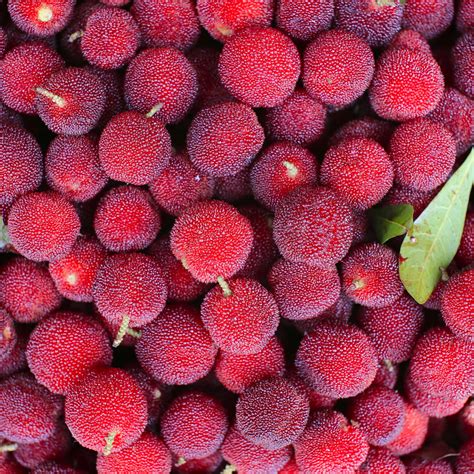 Chinese Bayberry — Wanderlust Nursery