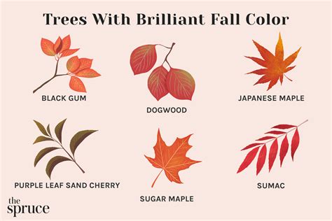 Types Of Colorful Trees Infoupdate Org