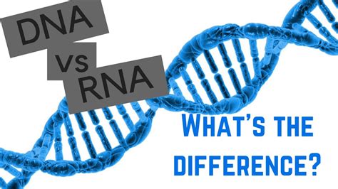 Dna And Rna Whats Similar The Ultimate Side By Side Guide Wiki Science Blog