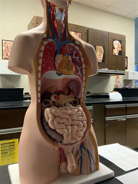 More Labeling Diagram Quizlet