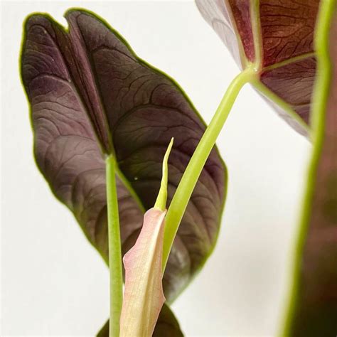 Alocasia Cuprea Care And Growing Guide Plantcarefully
