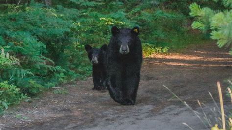 Black Bears Sightings In New York Becomes More Common In Fall