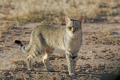 Will A Male Cat Mate With A Female If Shes Not In Heat Vet Reviewed