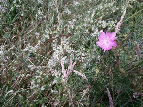 Misidentifying Fungi A Very Common Rust
